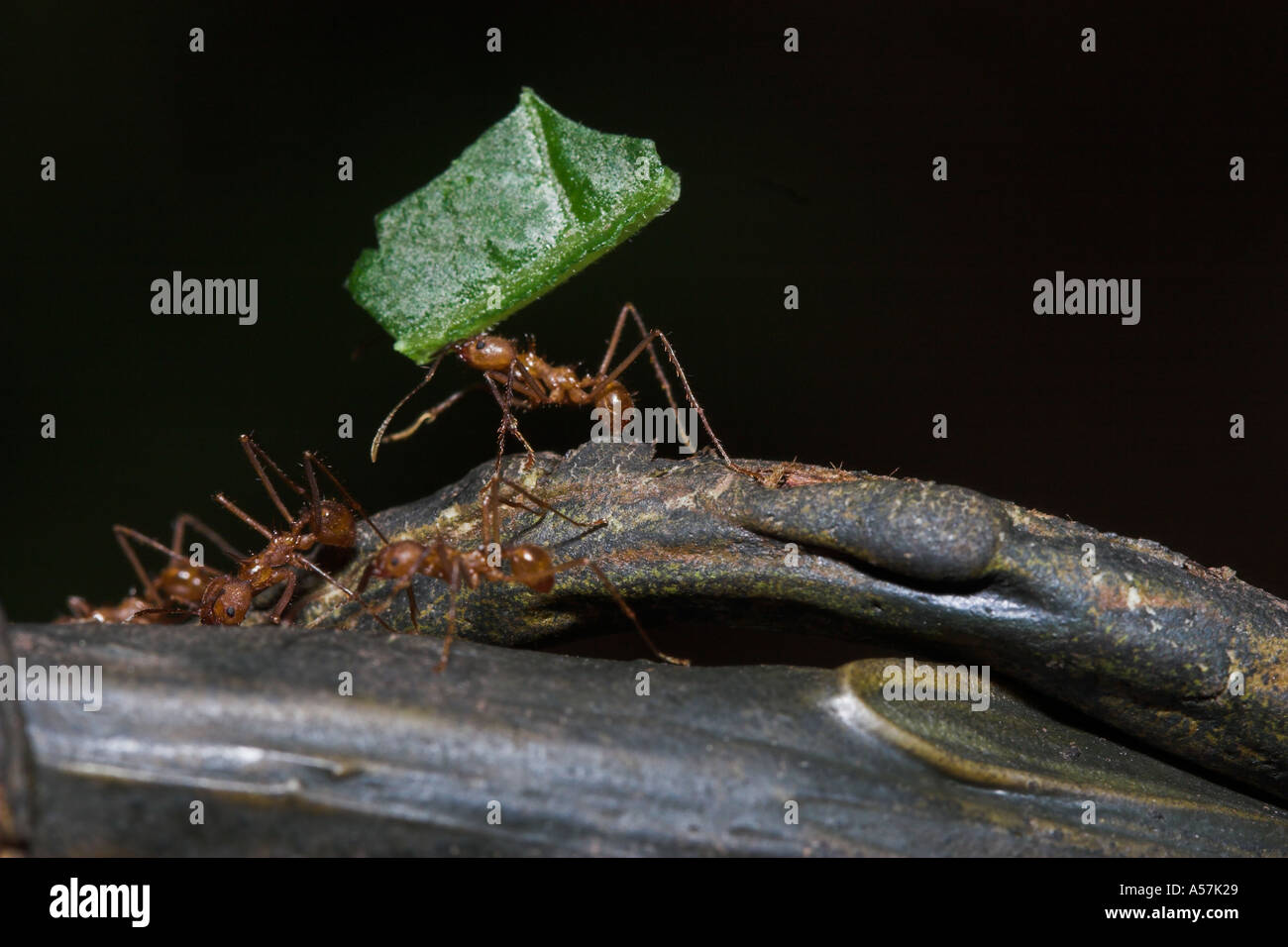 LEAF CUTTER ANT carrying leaf Atta cephalotes Stock Photo - Alamy