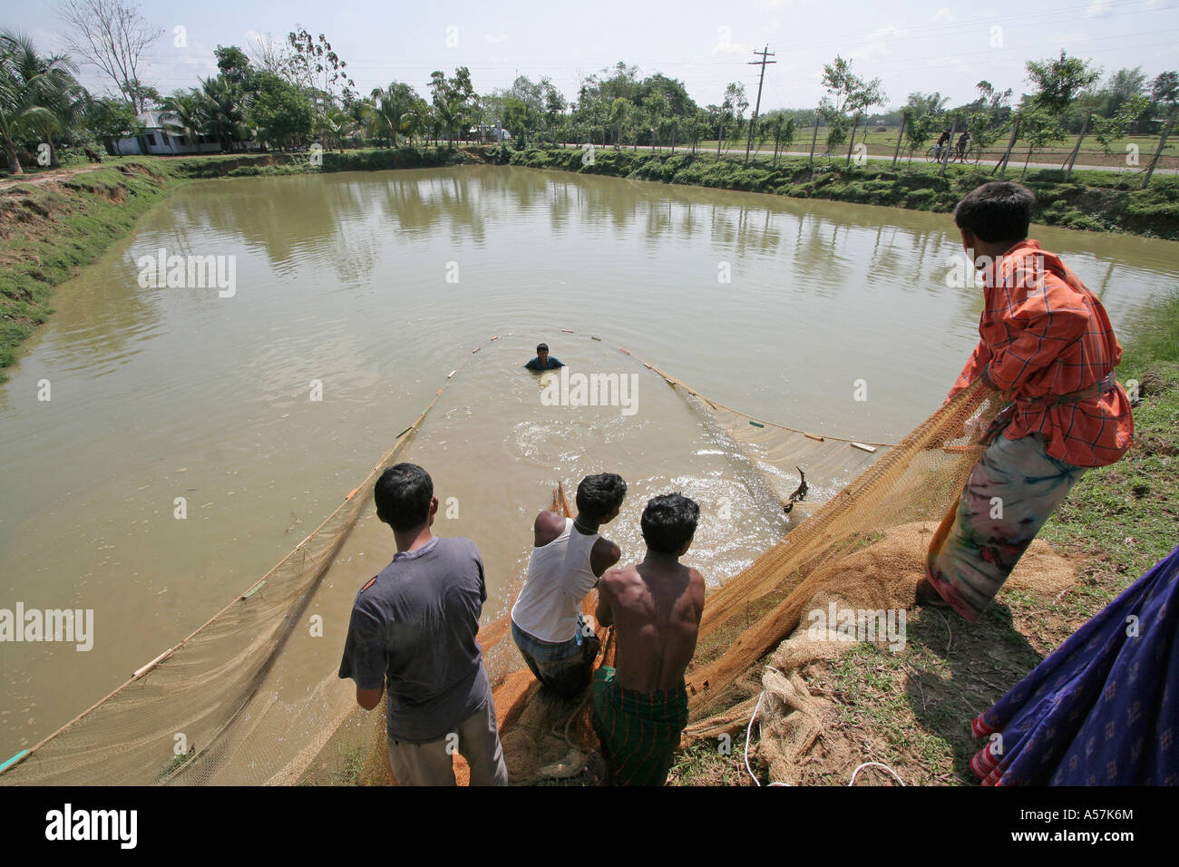 jf5319 bangladesh workers trawling pond fish hatchery employing ...