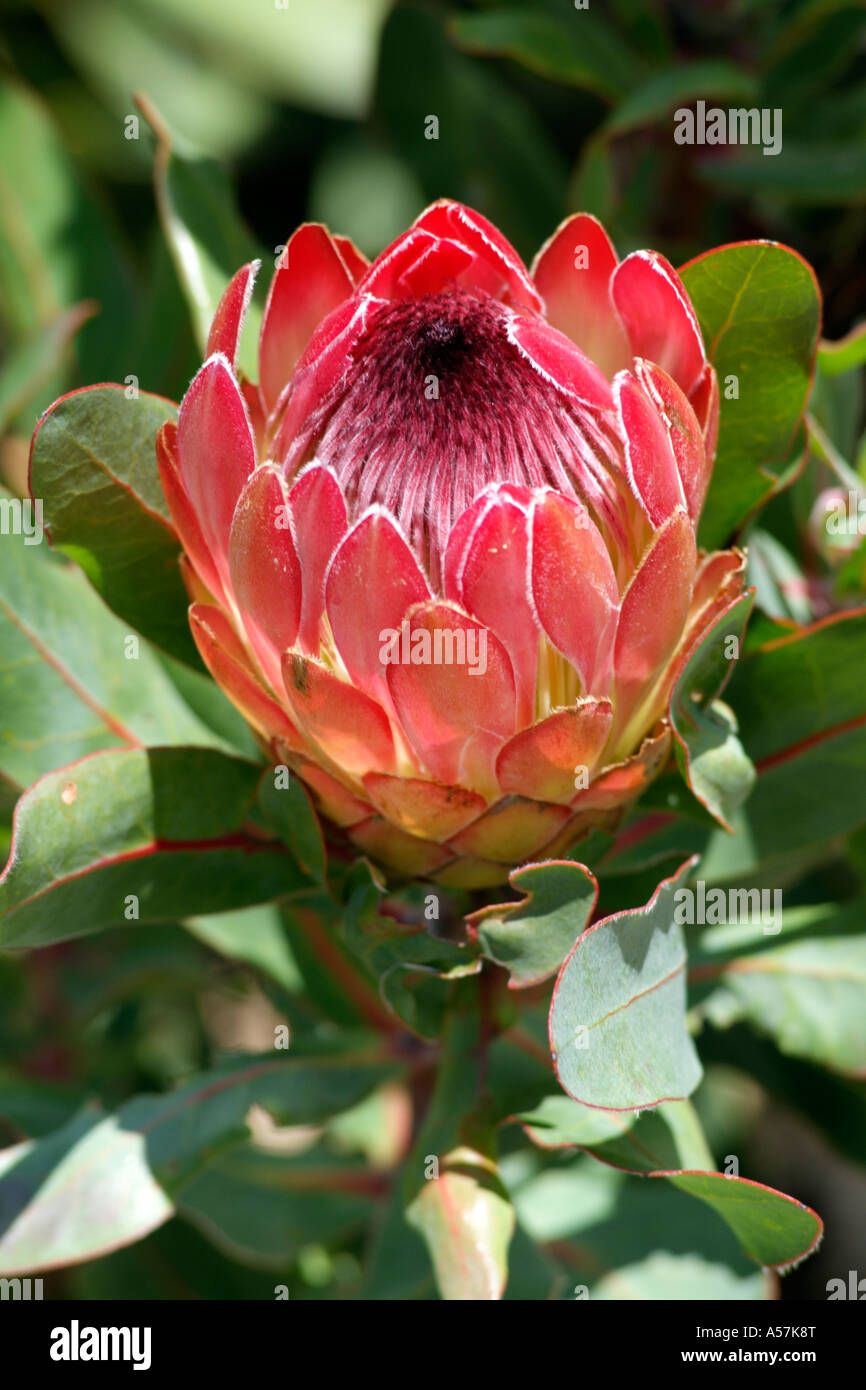 Protea protea magnifica hi-res stock photography and images - Alamy