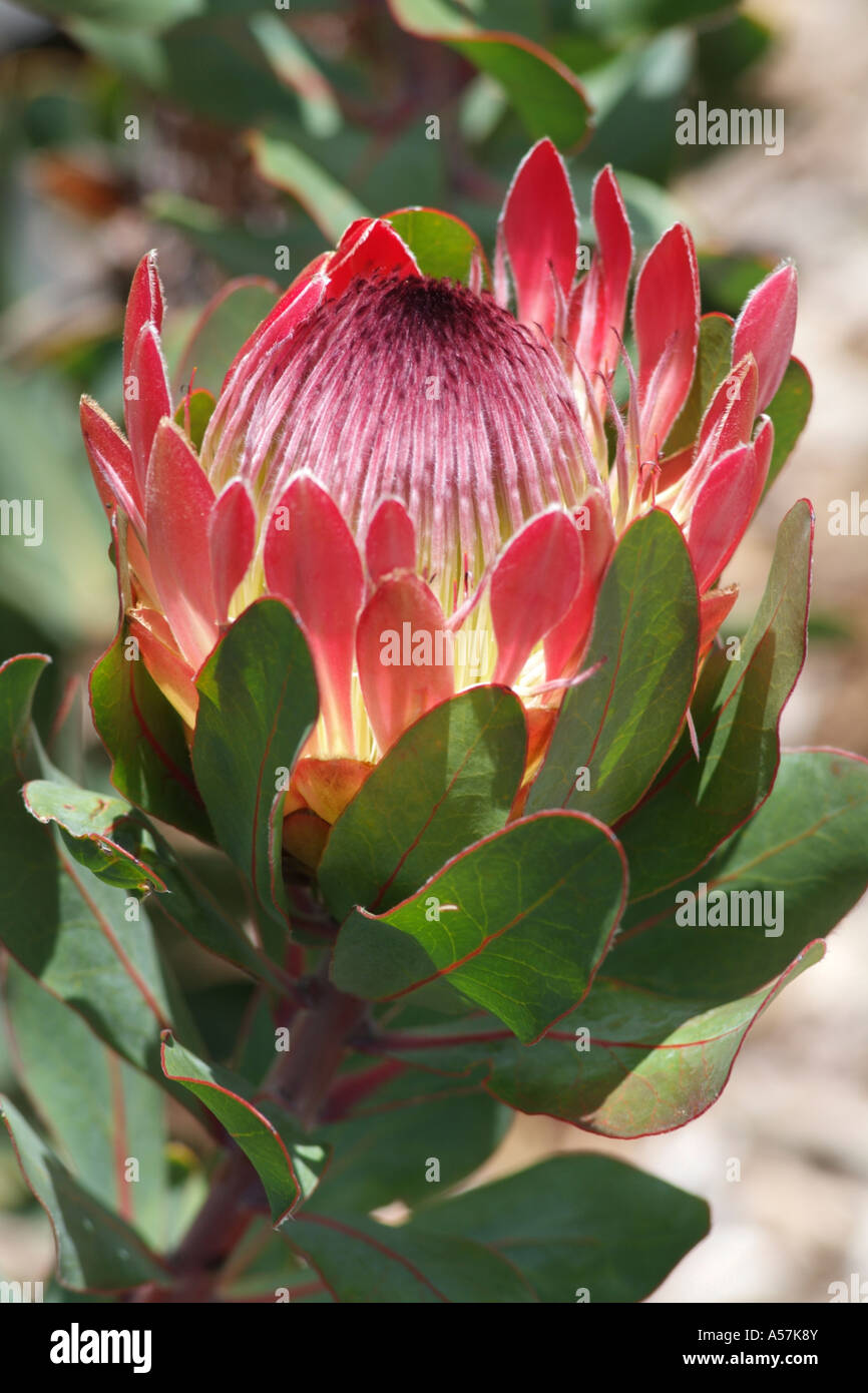 Family proteaceae southern africa hi-res stock photography and images ...