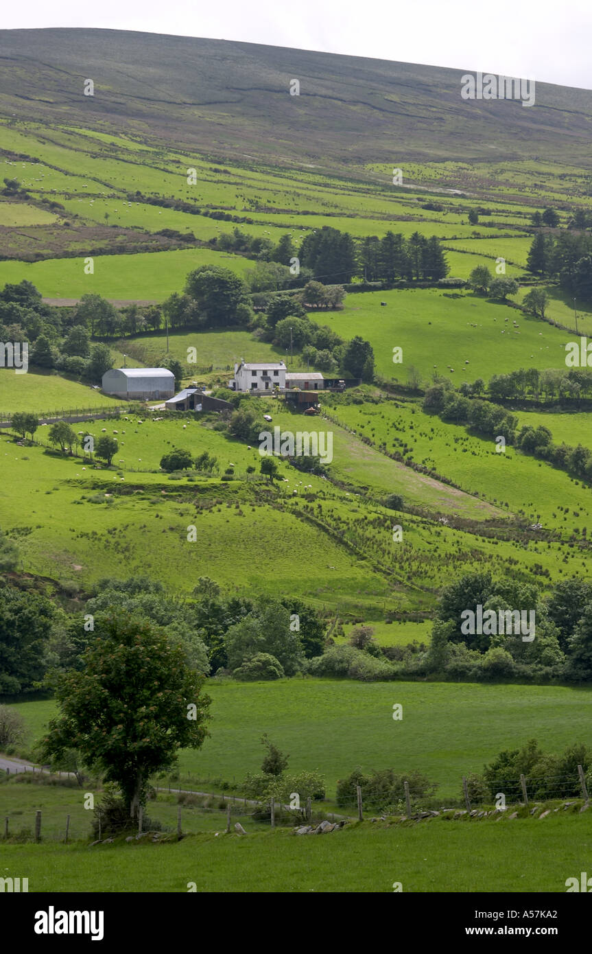 Green fields and rural agricultural landscape with sheep in the scenic ...