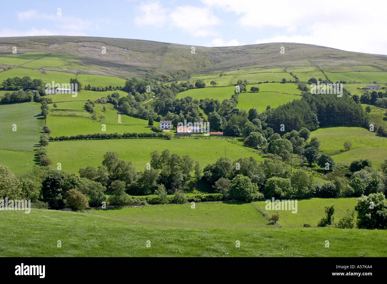 Green fields and rural agricultural landscape with sheep in the scenic ...