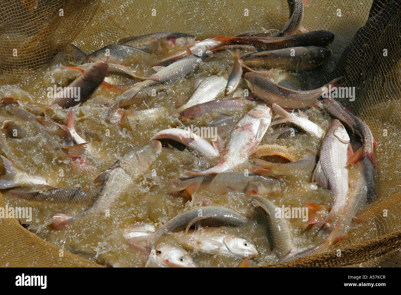 jf5328 bangladesh fish caught hatchery employing scientific methods ...