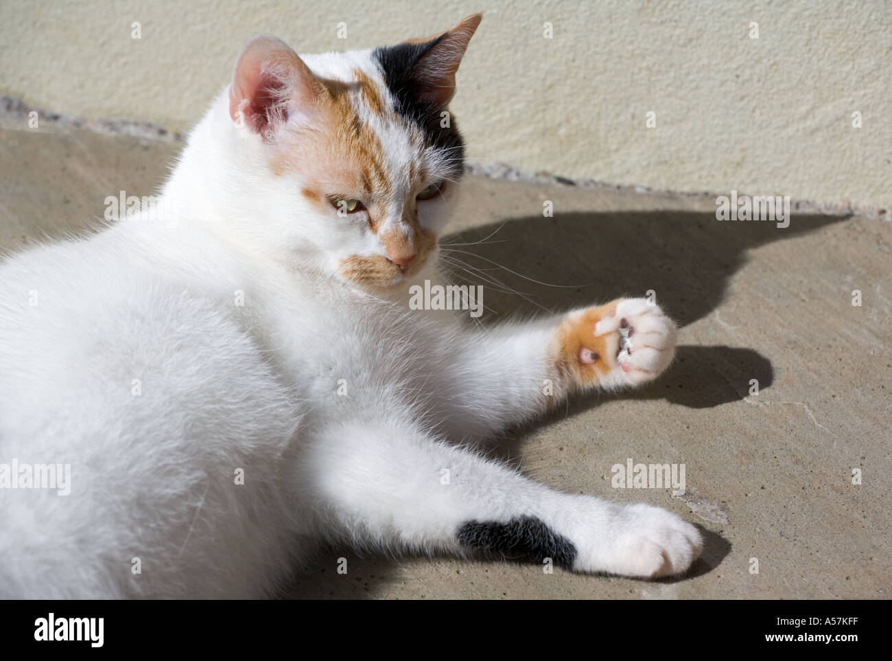 Female cat sitting hi-res stock photography and images - Alamy