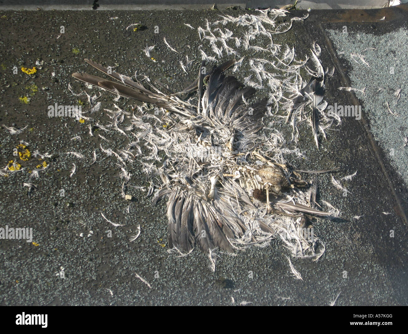 Dead Bird remains Stock Photo - Alamy
