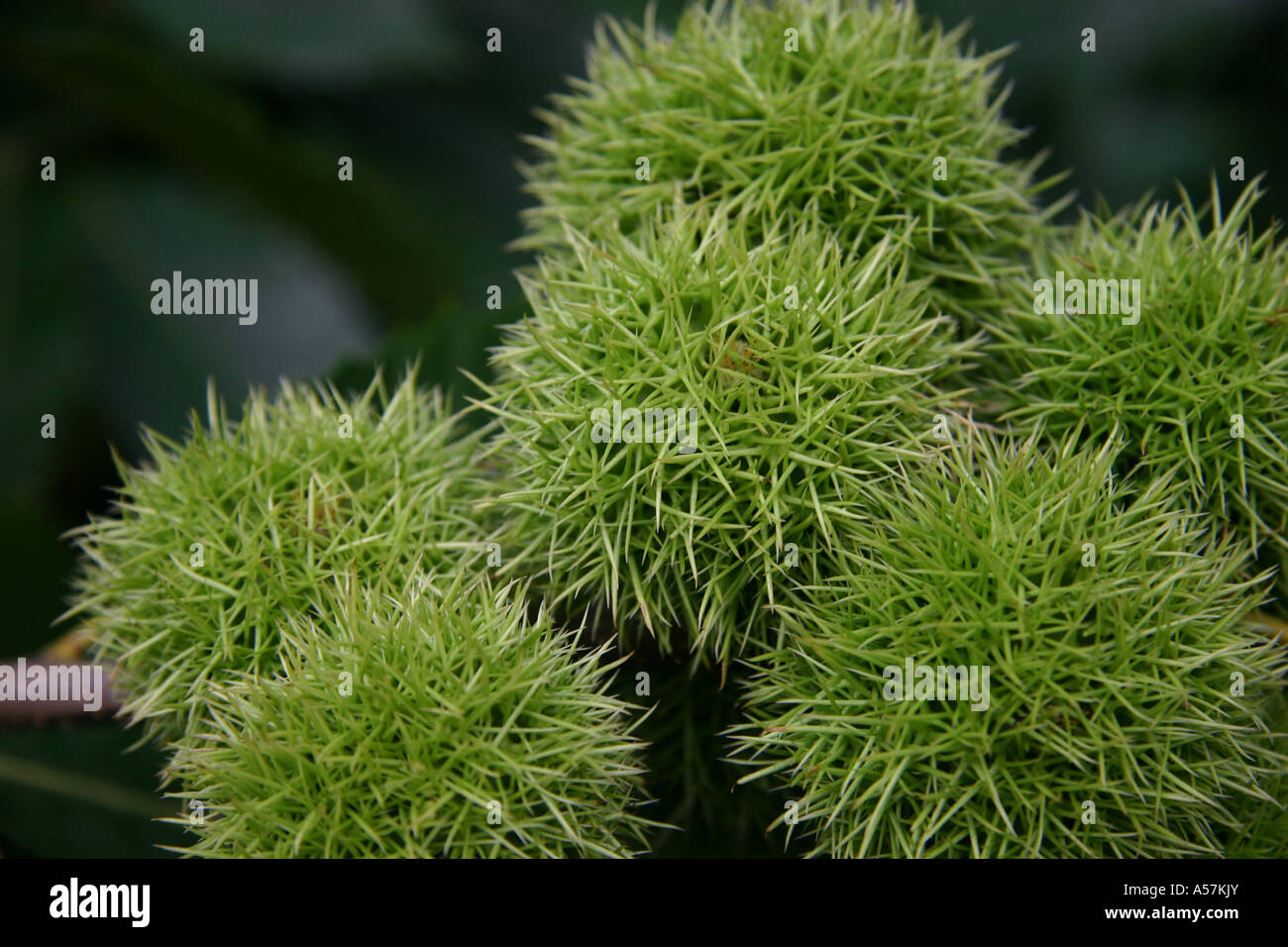 Prickly plants hi-res stock photography and images - Alamy