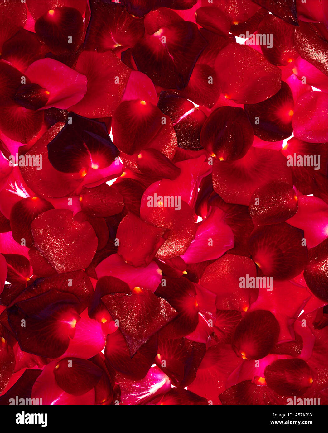 Rose ruby wedding flower hi-res stock photography and images - Alamy