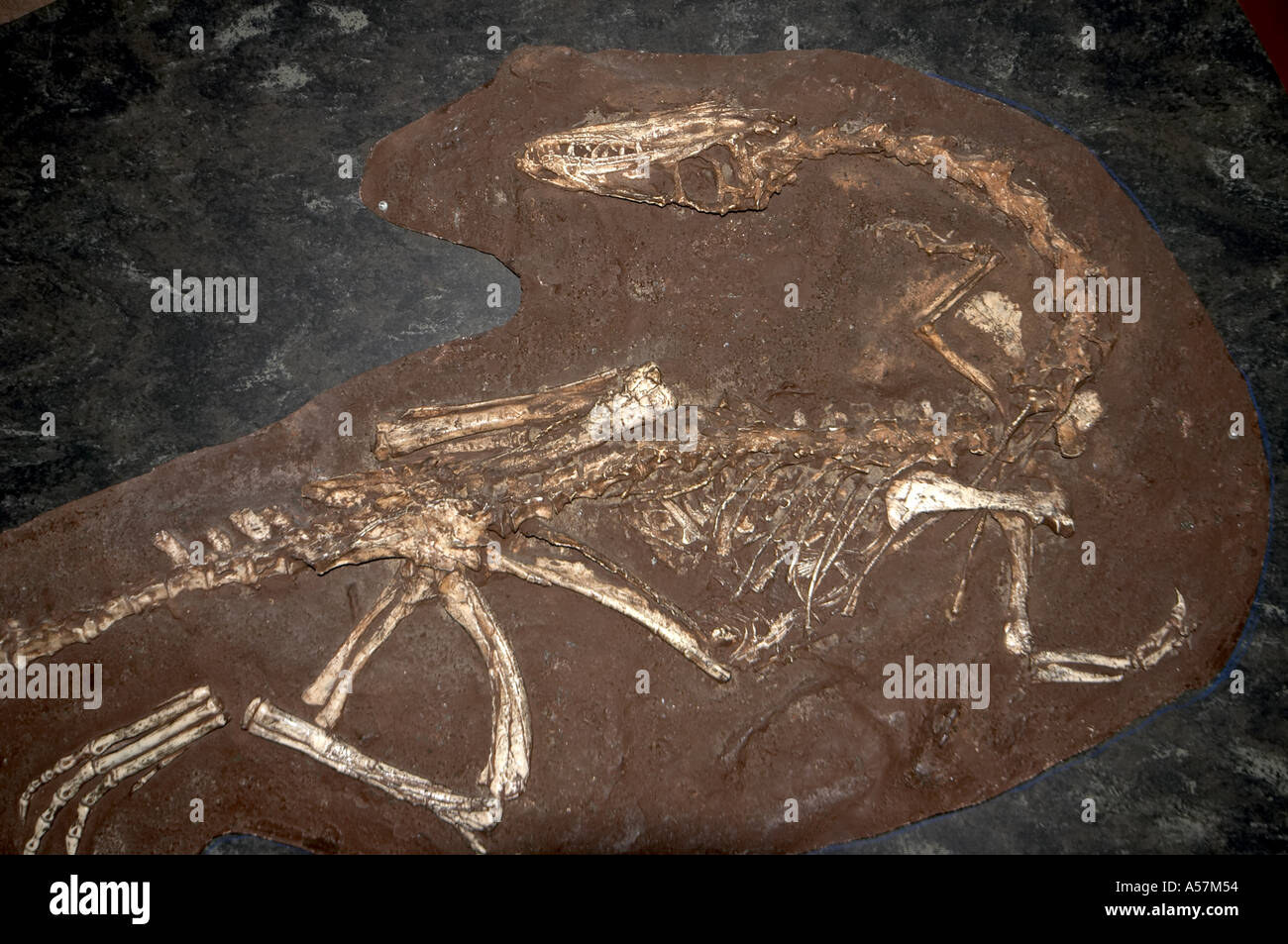 Coelophysis hi-res stock photography and images - Alamy