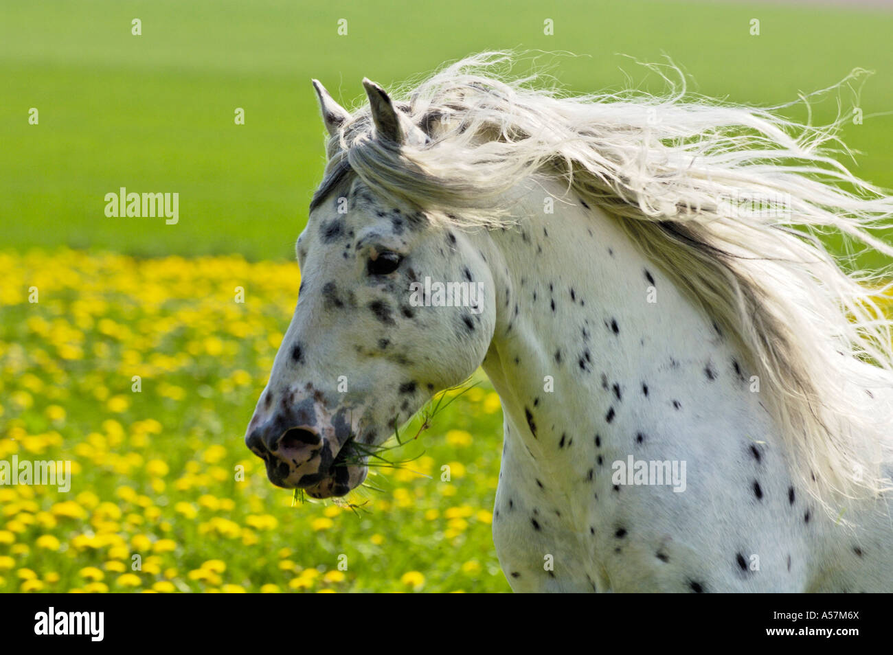 Years old knabstrupper horse stallion hi-res stock photography and ...