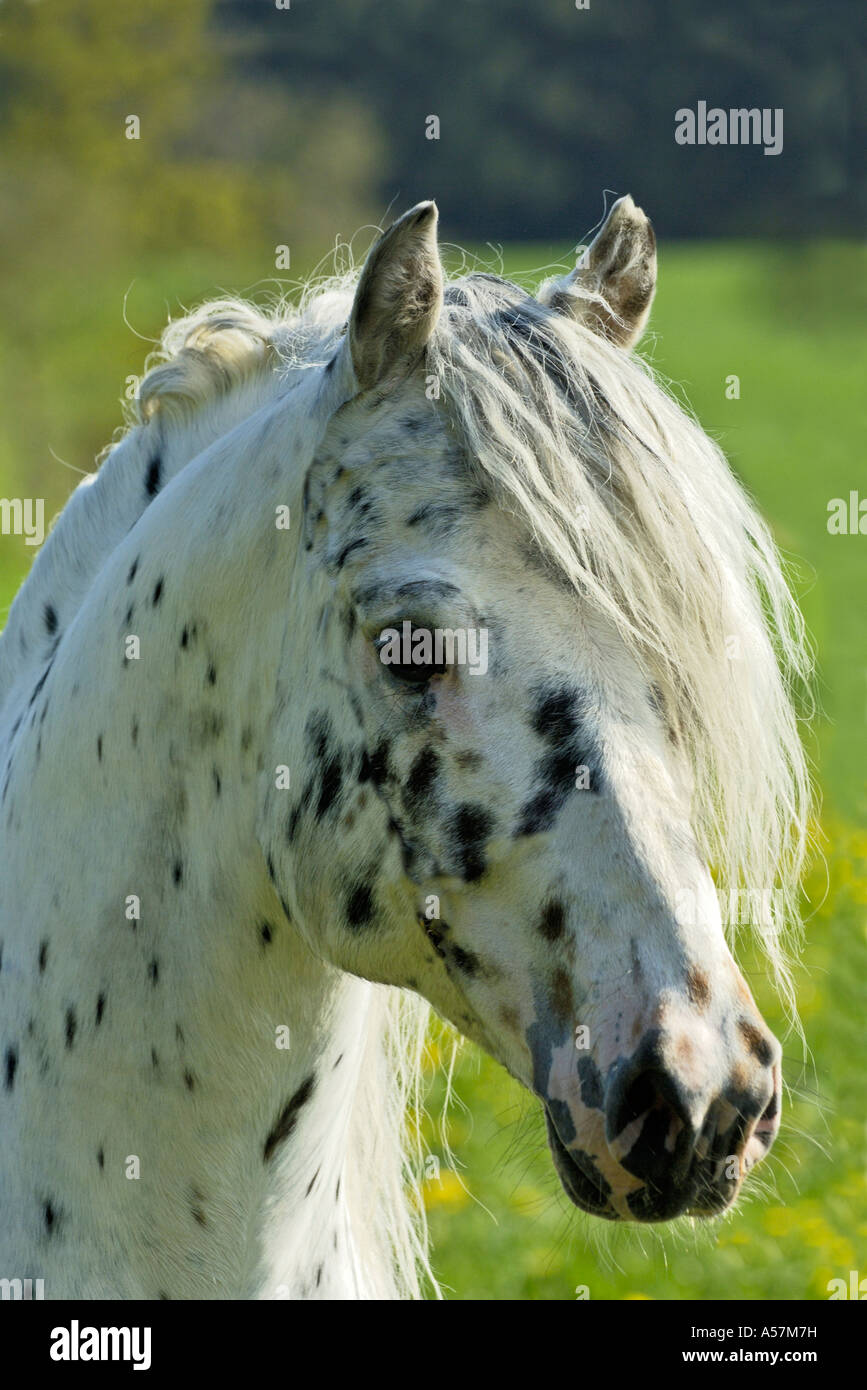 Years old knabstrupper horse stallion hi-res stock photography and ...