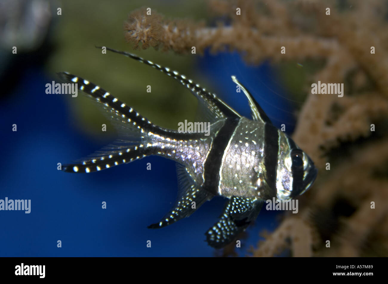 Banggai Cardinalfish in Tropical Fish aquarium Stock Photo - Alamy