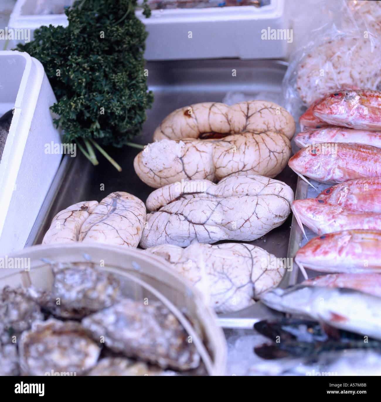 Cods Roe on fish counter with tub of oysters in f g Keywords Blagden ...