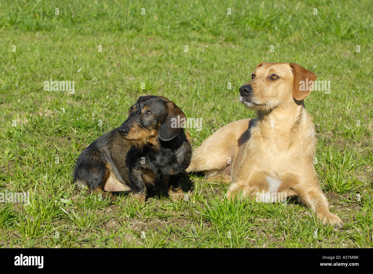 Two dogs lying in a meadow and looking into the same direction Stock ...