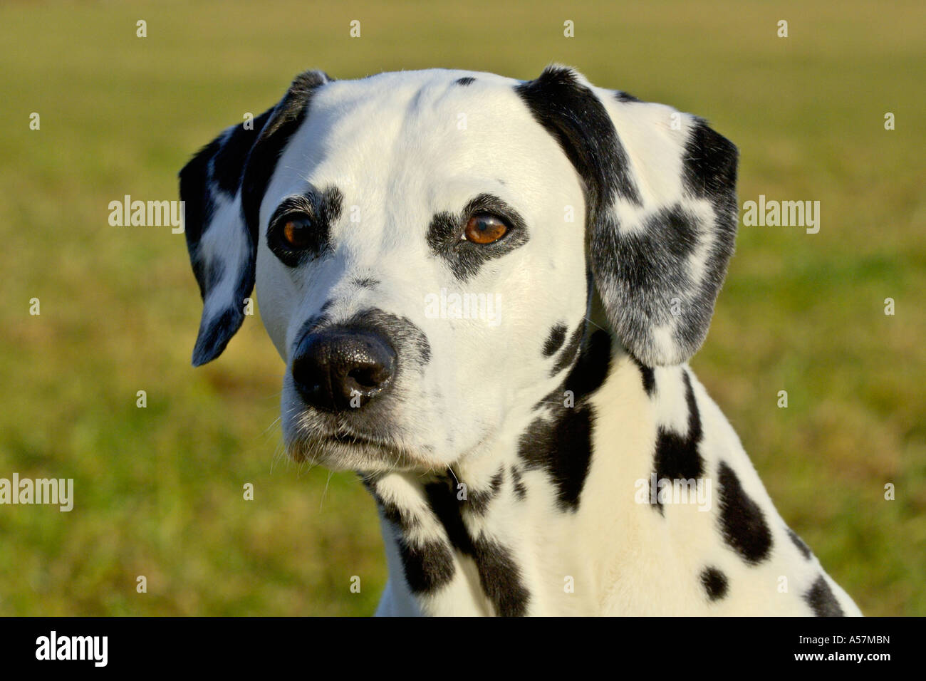 Dalmation dog hi-res stock photography and images - Alamy