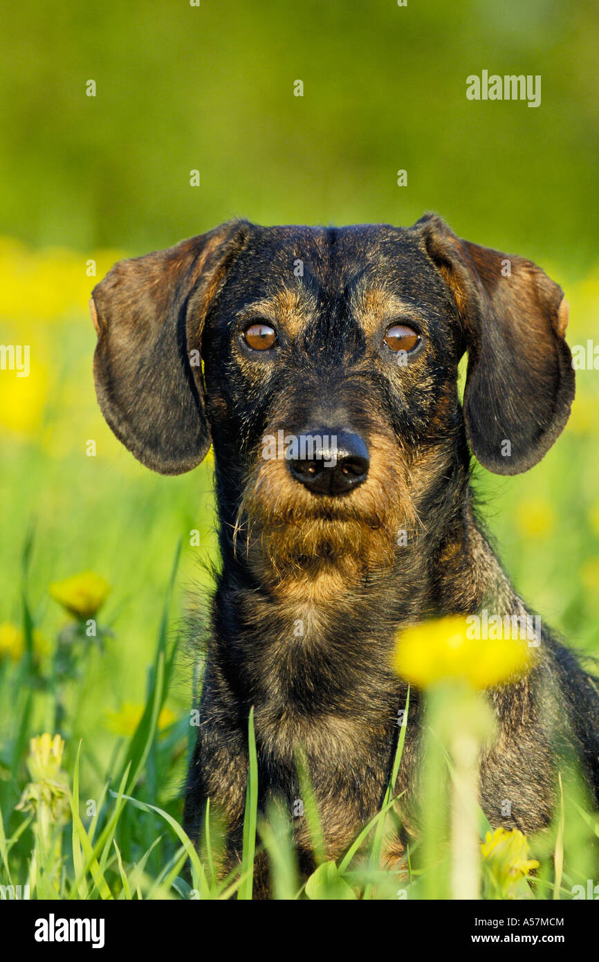 "Sausage dog" sitting in a dandelion meadow Stock Photo - Alamy