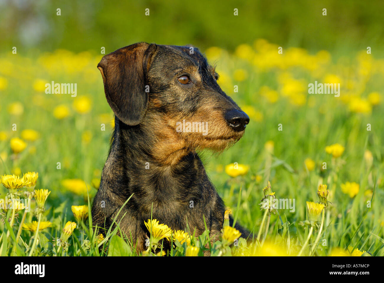 "Sausage dog" sitting in a dandelion meadow Stock Photo - Alamy