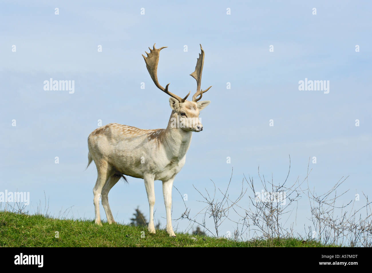 "Fallow deer" , dama dama (captured Stock Photo - Alamy