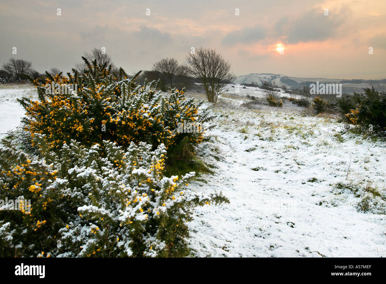 Brading Down in the snow Isle of Wight Stock Photo - Alamy