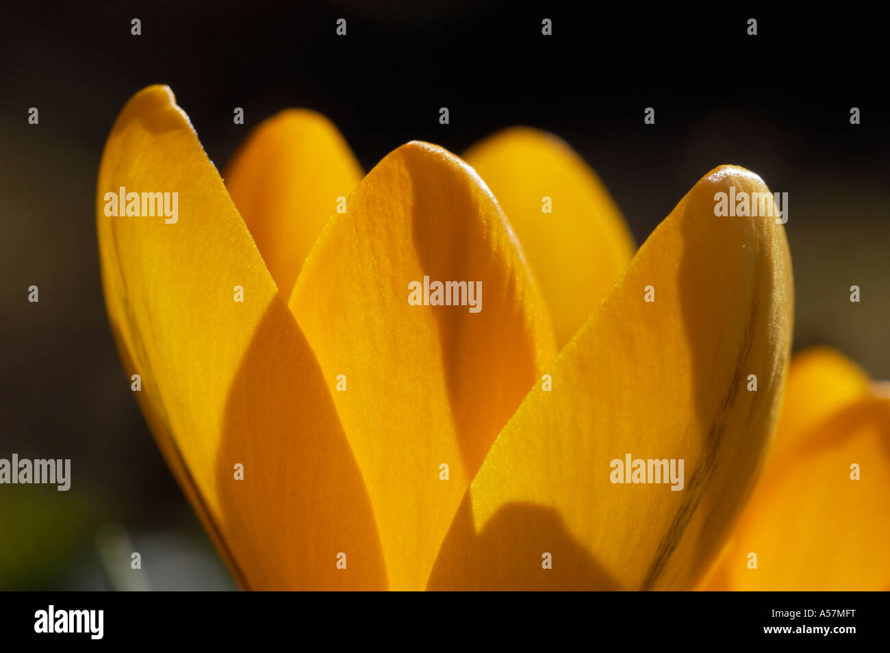 Yellow crocus bloom Stock Photo - Alamy
