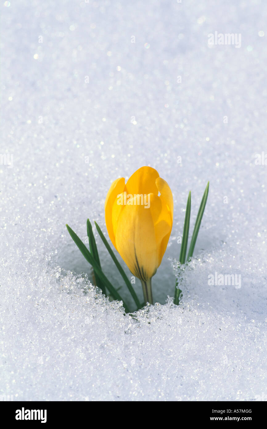 Yellow Crocus bloom in snow Stock Photo - Alamy