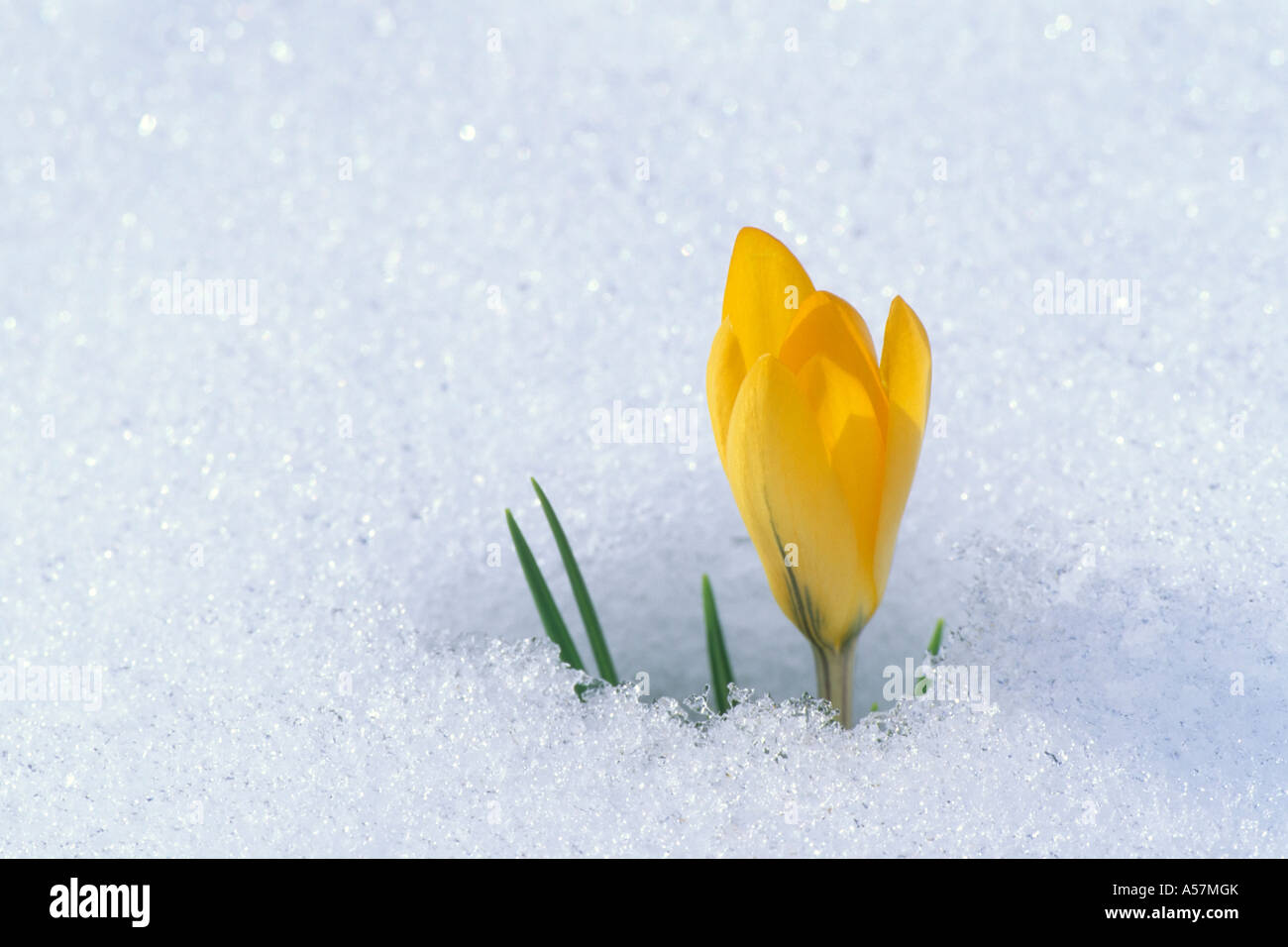 Yellow Crocus bloom in snow Stock Photo - Alamy