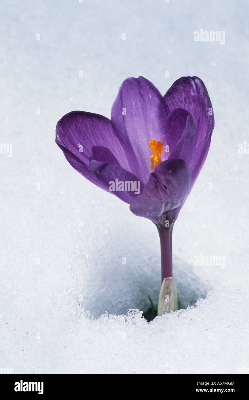 Crocus bloom in snow Stock Photo - Alamy