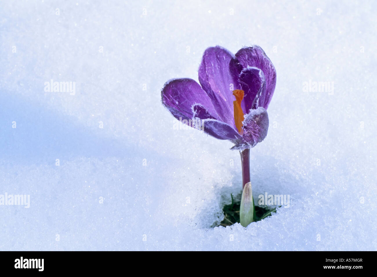 Crocus bloom in snow Stock Photo - Alamy