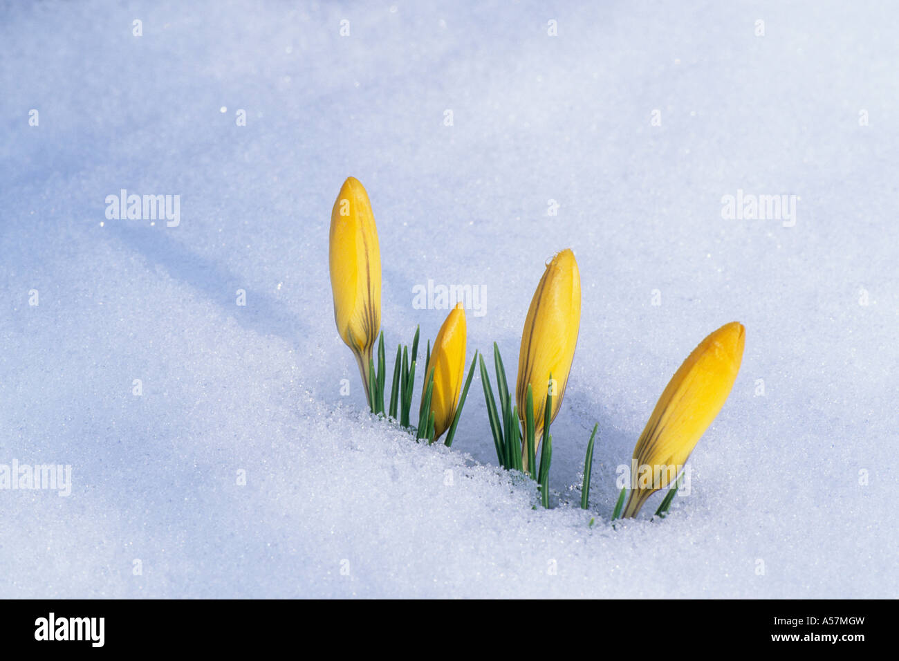 Yellow Crocus flowers in snow as herald of spring Stock Photo - Alamy