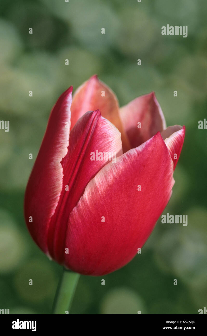 Red tulip bloom Stock Photo - Alamy