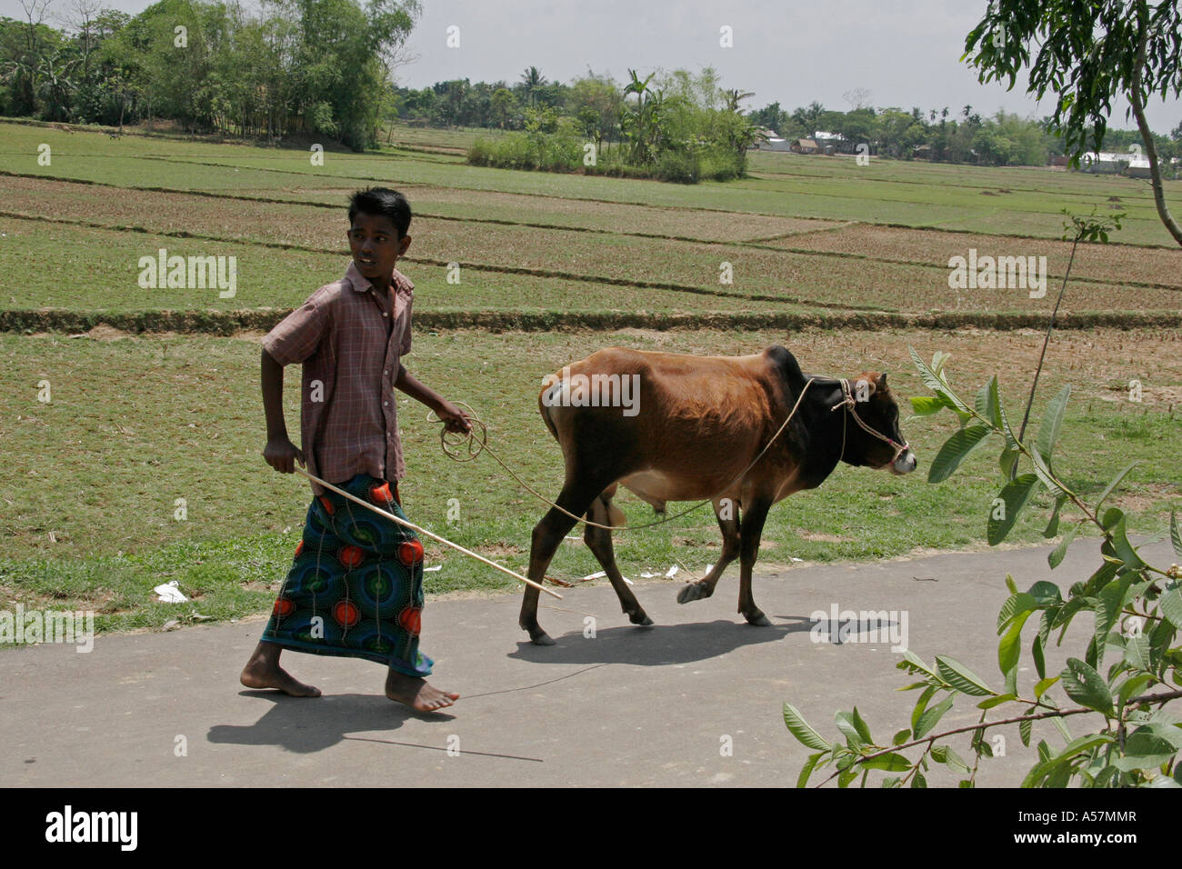 jf5379 bangladesh man cow haluaghat mymensingh region use forbidden ...