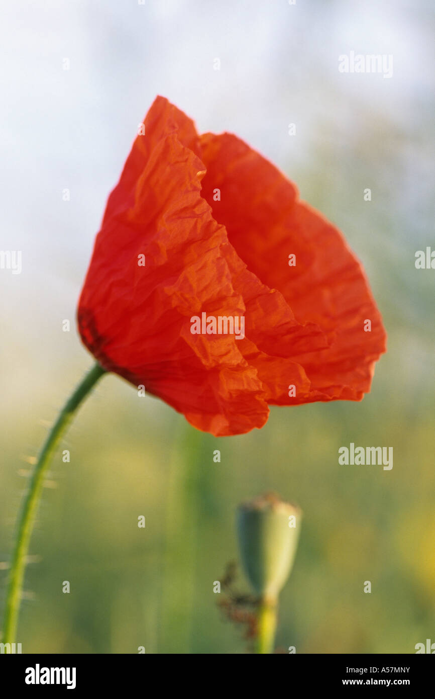 Red poppy Papaver rhoeas Stock Photo - Alamy