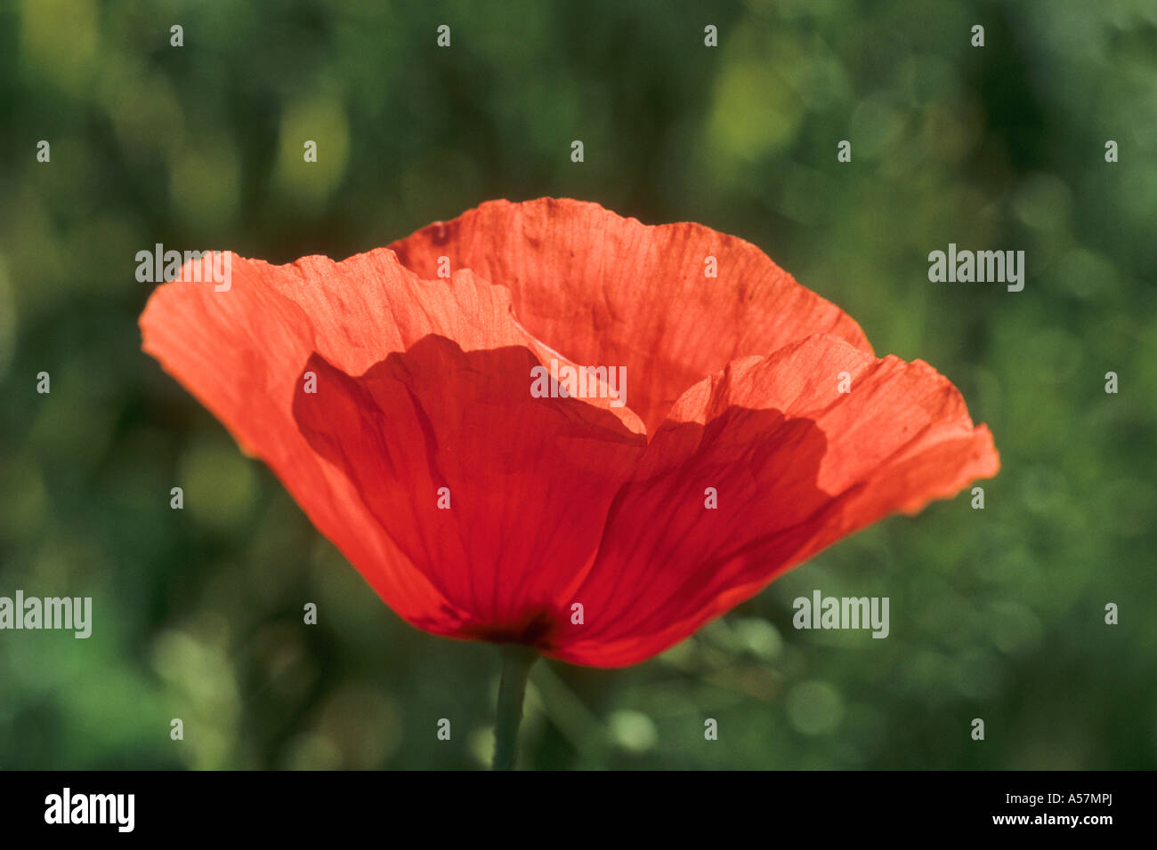 Red poppy Papaver rhoeas Stock Photo - Alamy