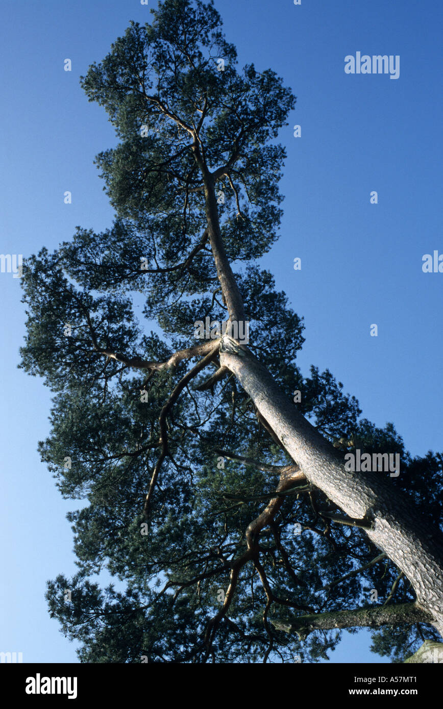 Diagonal stretch hi-res stock photography and images - Alamy