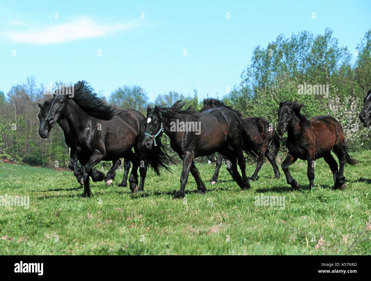 spanish merenshorse horse herd Stock Photo - Alamy