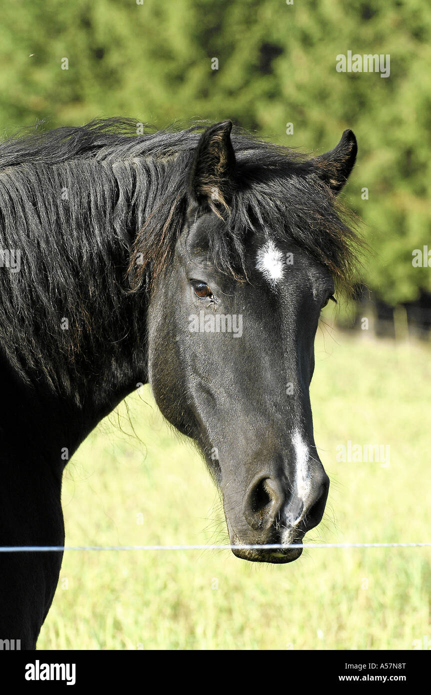 The merens horse hi-res stock photography and images - Alamy