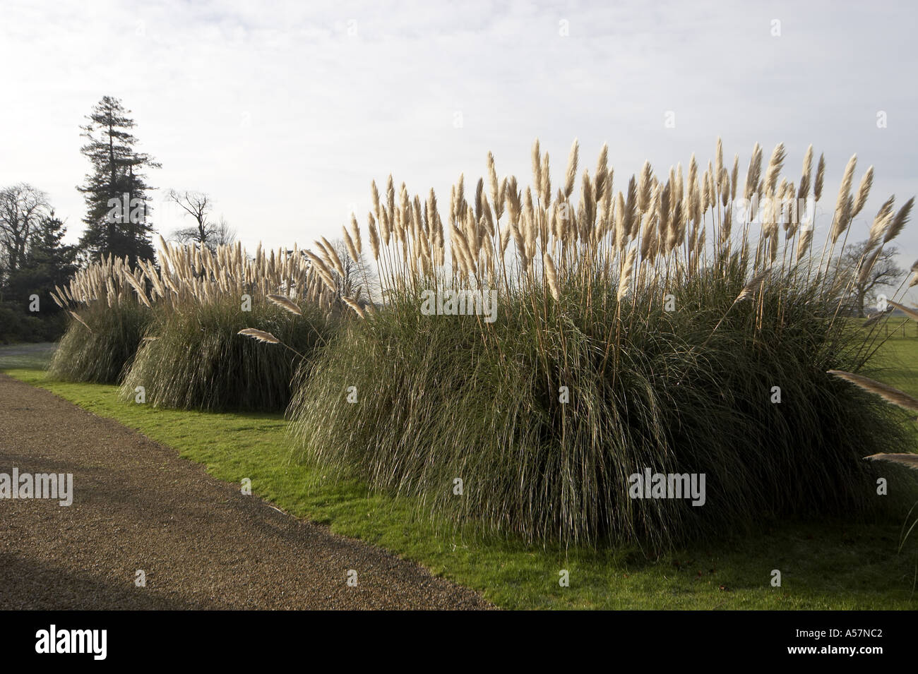 Pampas grass in the gounds and park at Blake Hall near Moreton Essex ...