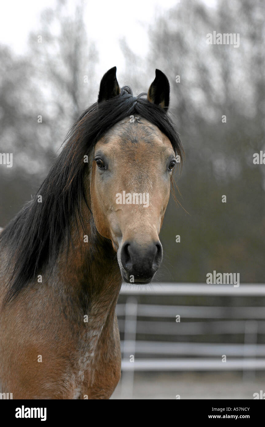 Caballos morgan hi-res stock photography and images - Alamy