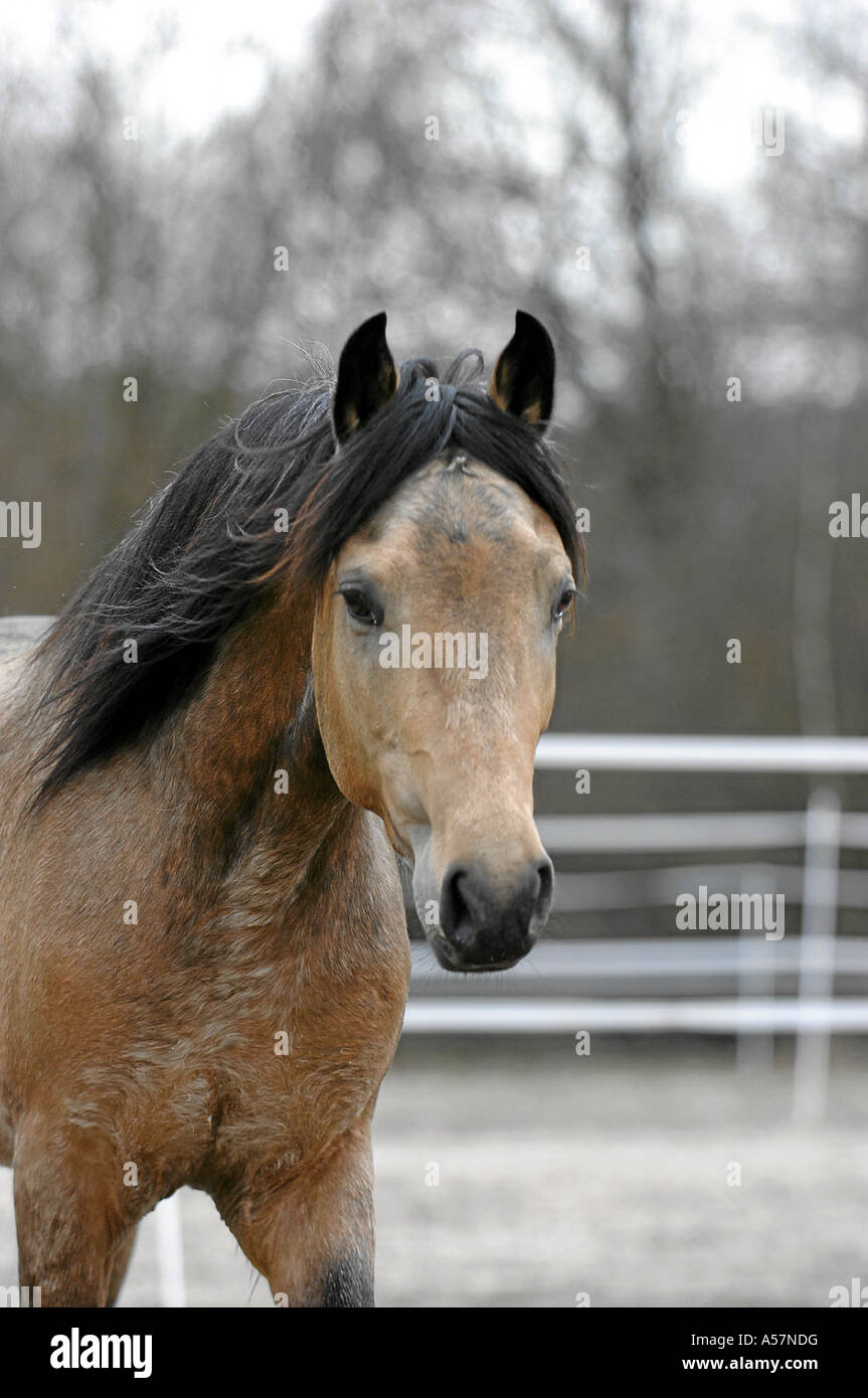Morgan horse hi-res stock photography and images - Alamy