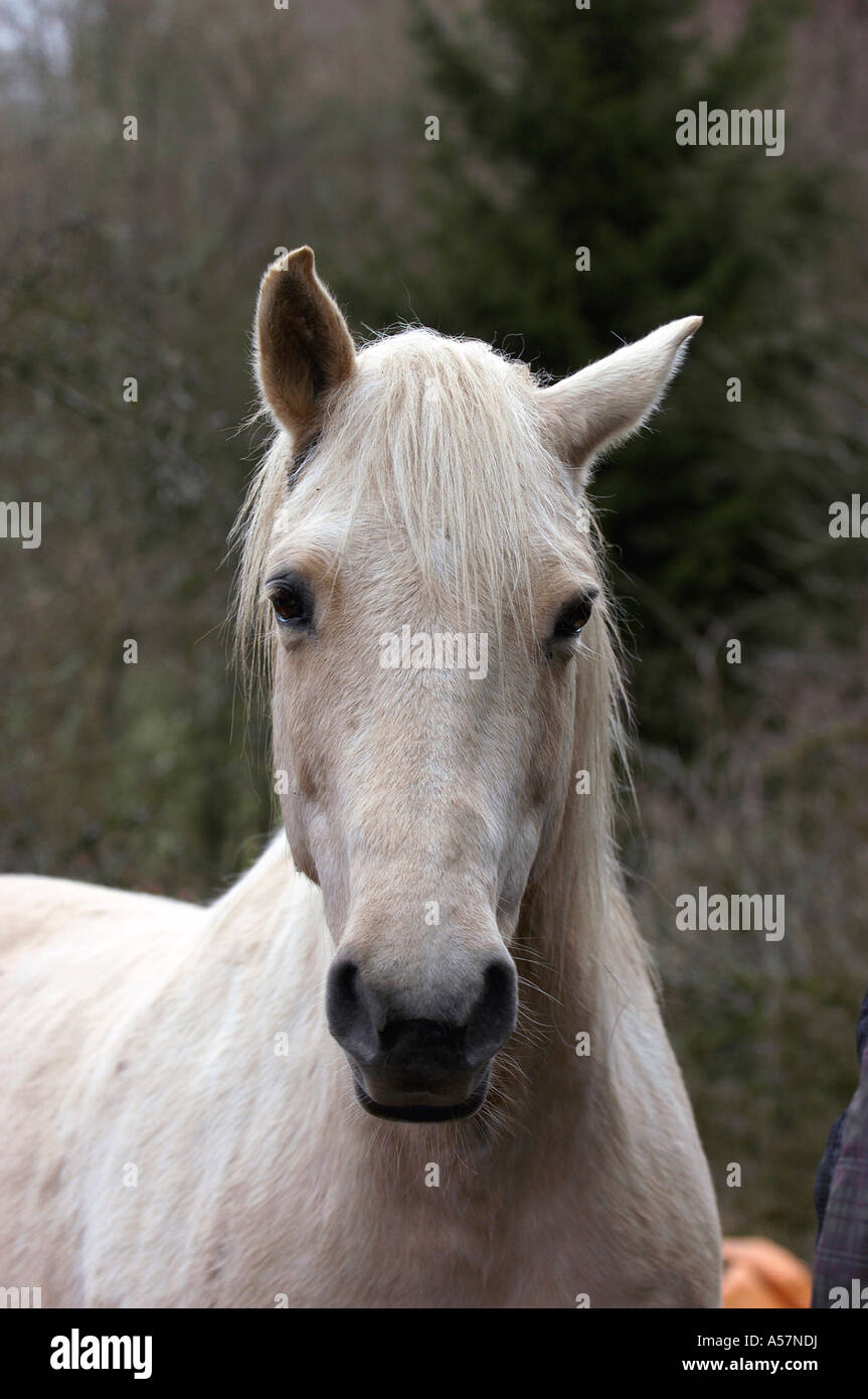 Caballos morgan hi-res stock photography and images - Alamy