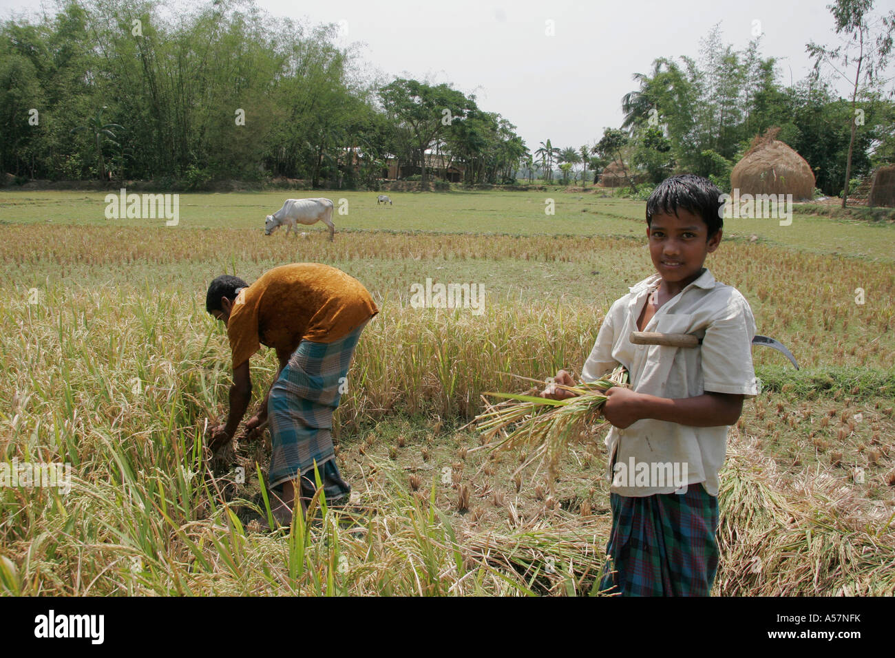 Rice farming australia hi-res stock photography and images - Alamy