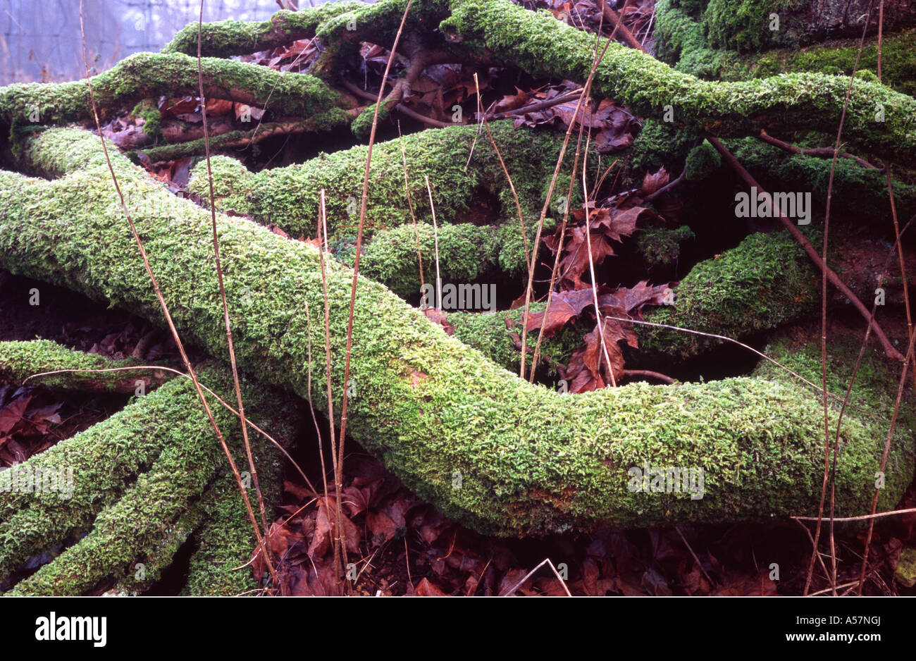 Moss covered roots Stock Photo - Alamy
