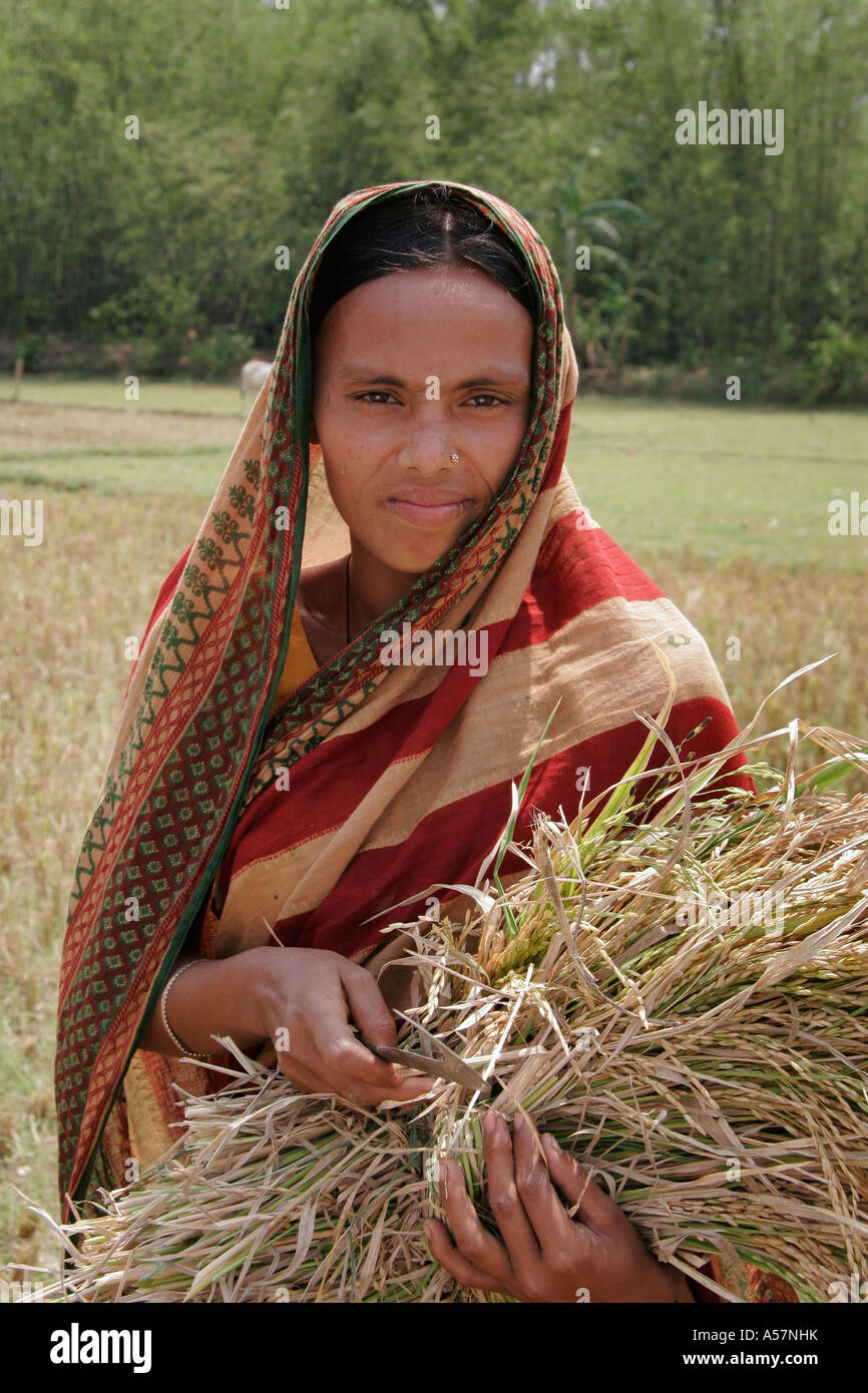 Rice farming australia hi-res stock photography and images - Alamy