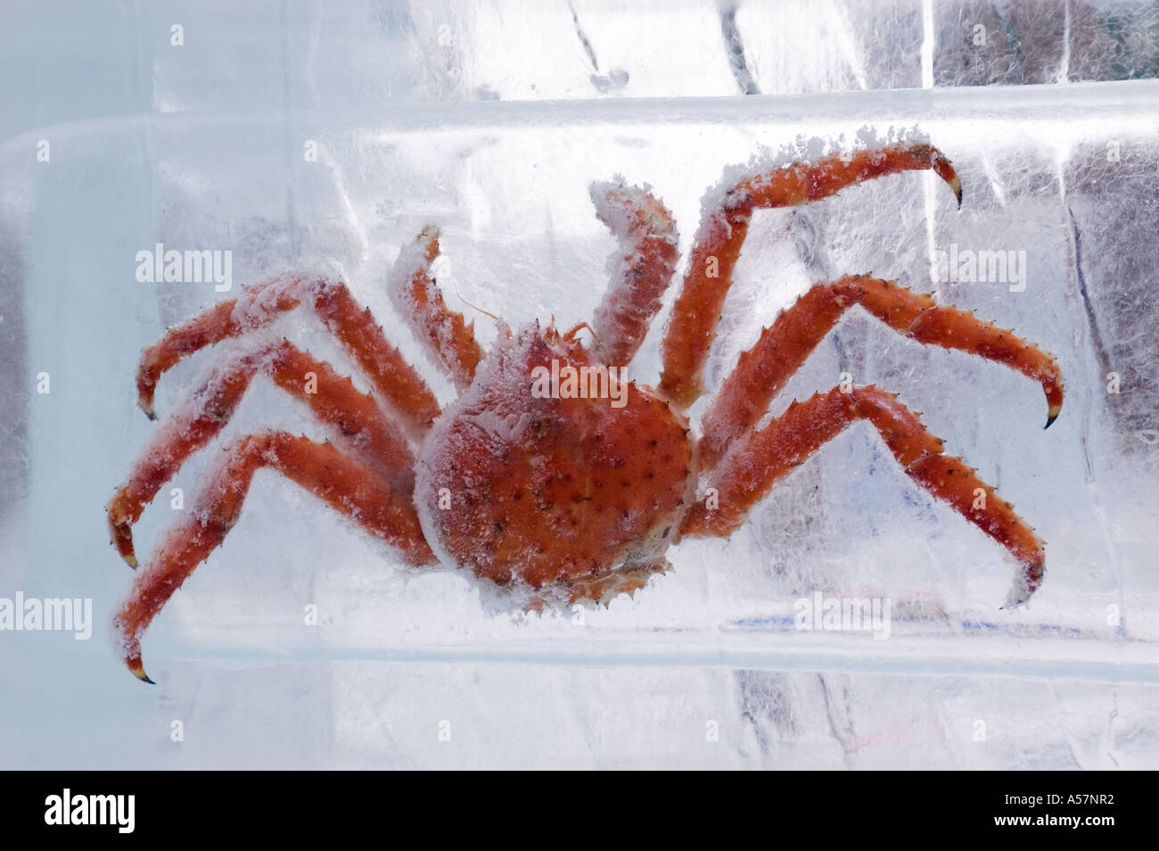 Ice sculpture containing crab frozen in block of ice at Susukino Ice ...