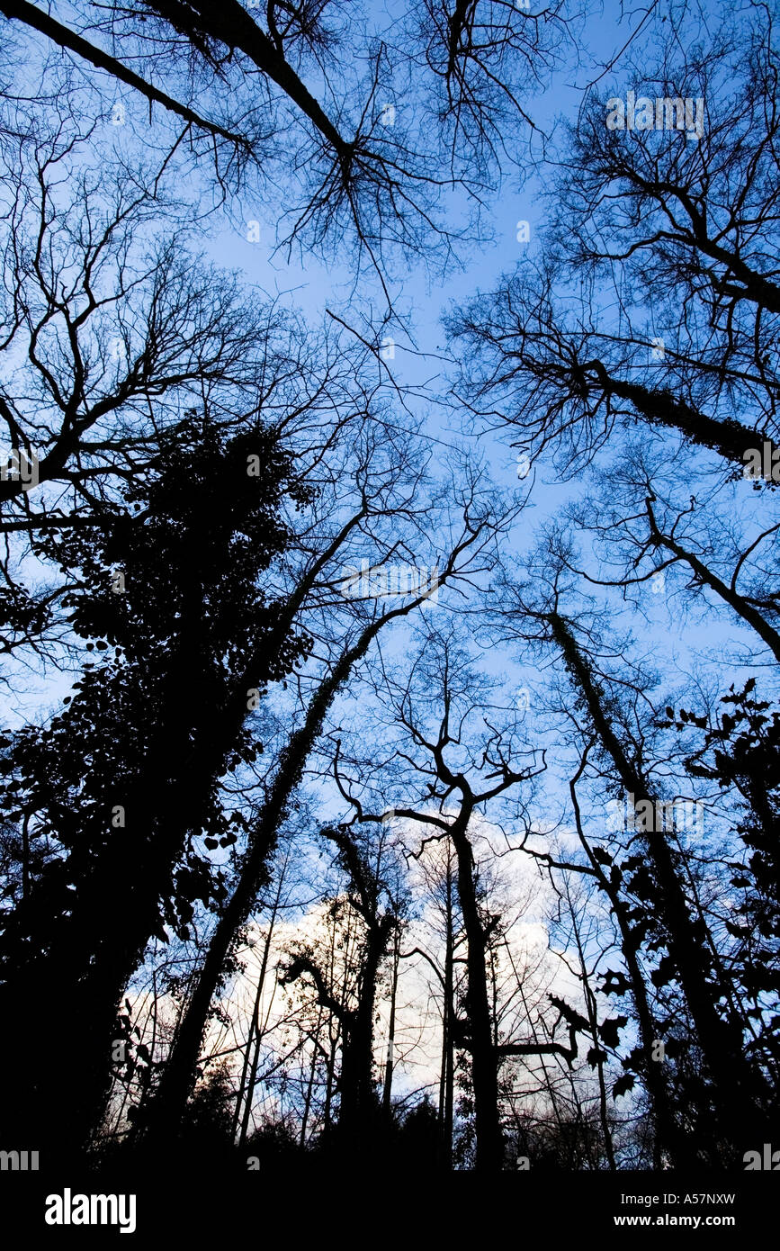 wide angle of shape formed by tree top silouettes against a blue sky ...