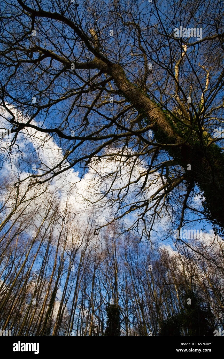 wide angle of shape formed by tree top silouettes glinting in the sun ...