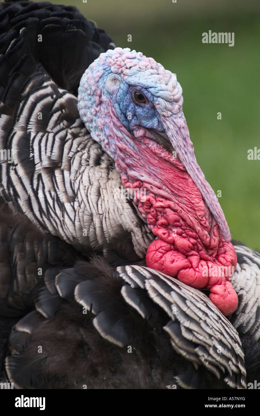 Close up of a turkeys head Stock Photo - Alamy