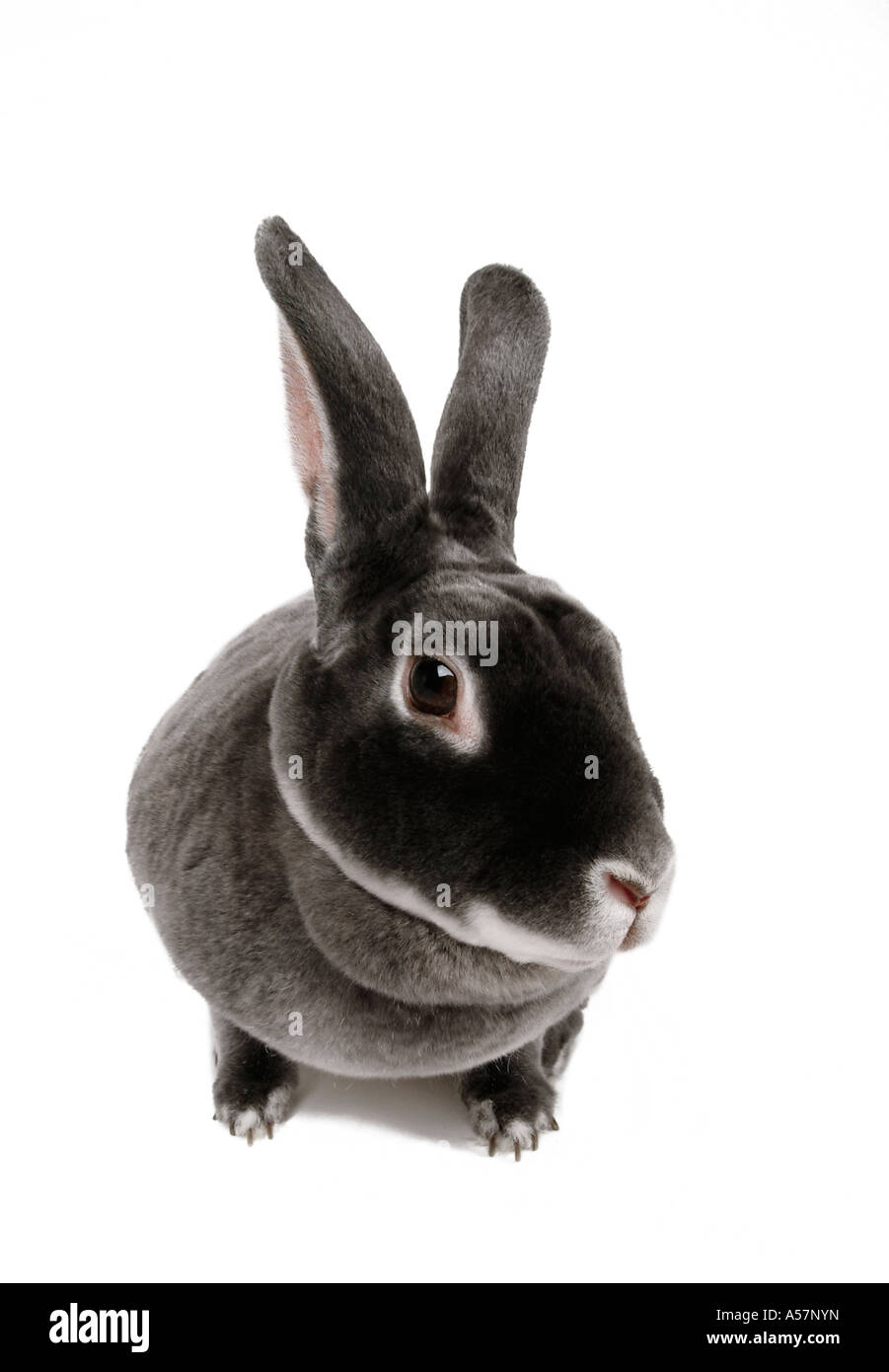 Grey Rex rabbit Stock Photo - Alamy