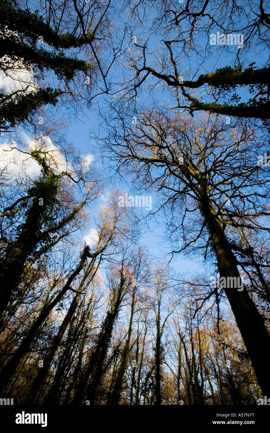 wide angle of shape formed by tree top silouettes glinting in the sun ...
