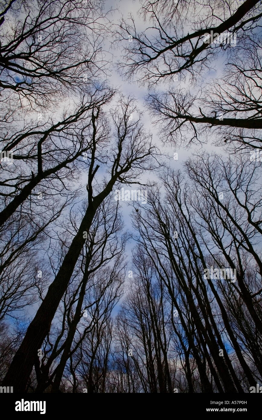 wide angle of shape formed by tree top silouettes Stock Photo - Alamy