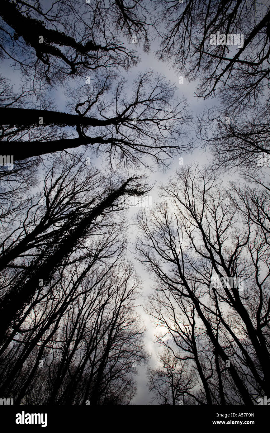 wide angle of shape formed by tree top silouettes Stock Photo - Alamy